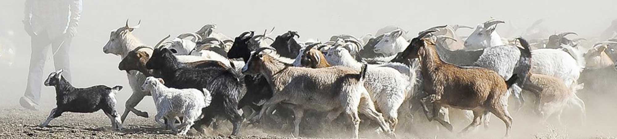 Goats Work! Boot Camp - Goats Work