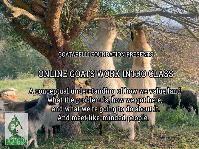 Goats Work Introductory Class